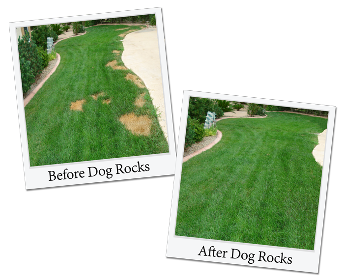 Dog Rocks - 100% natural solution to stop dog urine burning your lawn