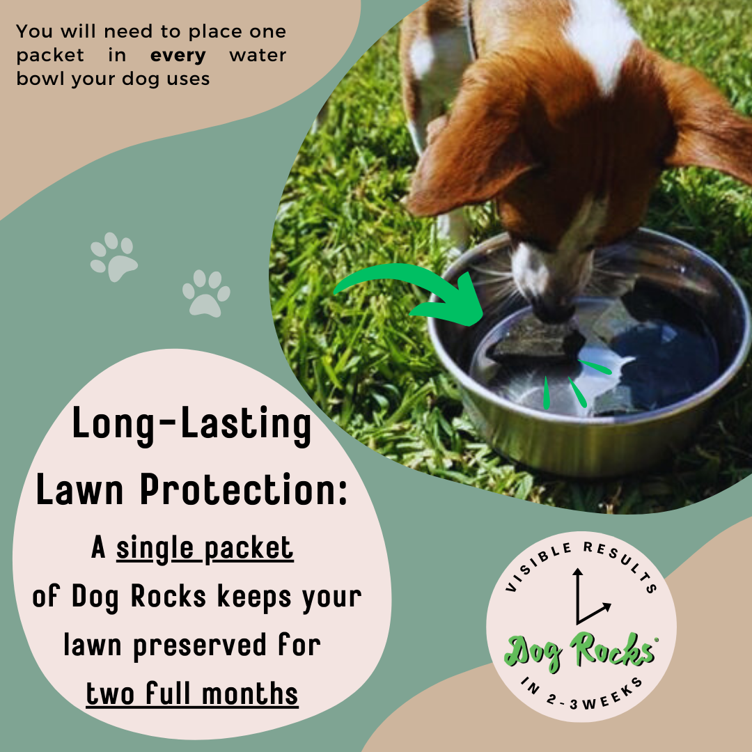 Dog Rocks - 100% natural solution to stop dog urine burning your lawn